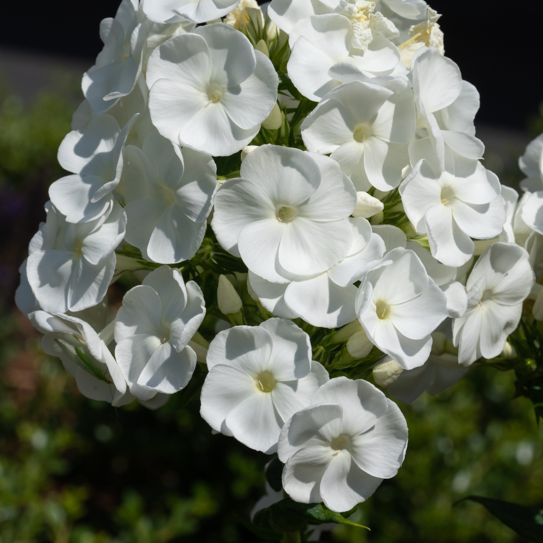 Phlox White Flame - Phlox paniculata 'White Flame' – Enracinés