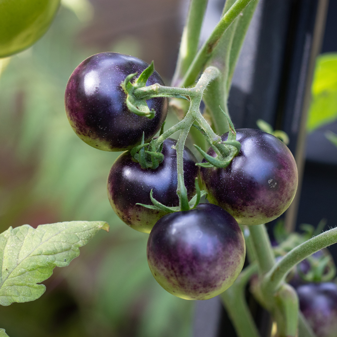 Tomate cerise 'Indigo Blue Berries' (plant BIO) – Enracinés