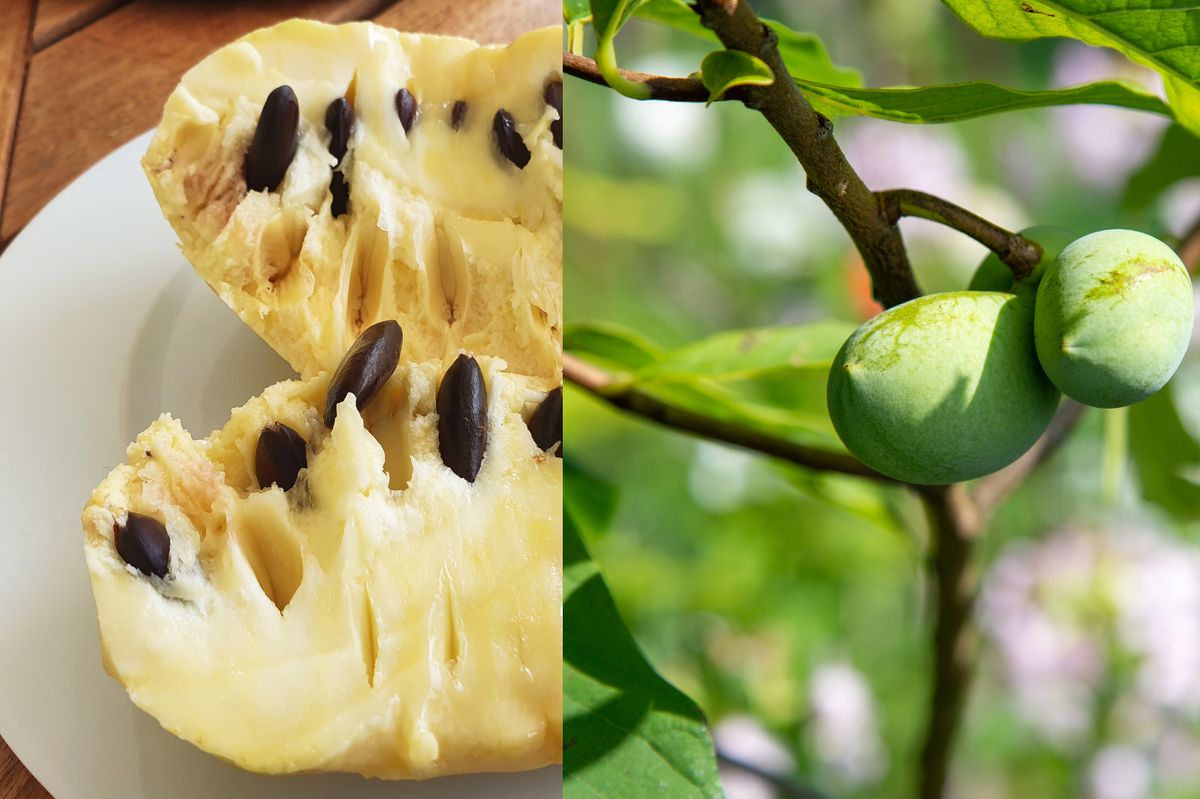Peut-on cultiver le pawpaw (asimine) au Québec en zone 3, 4 et 5 ...