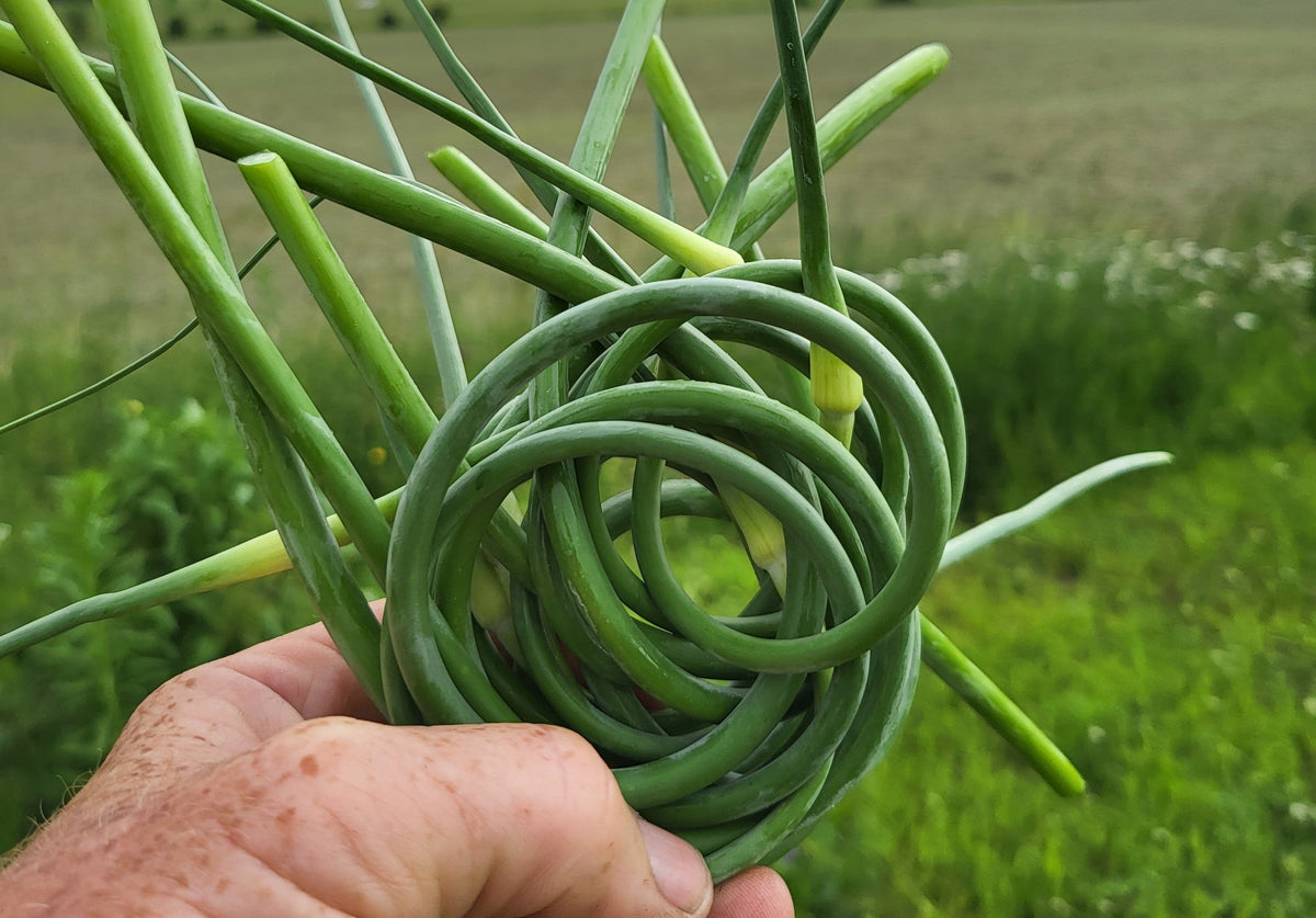 Comment et quand récolter la fleur d’ail au Québec pour une meilleure ...