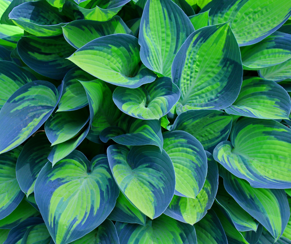 La culture du hosta – Enracinés