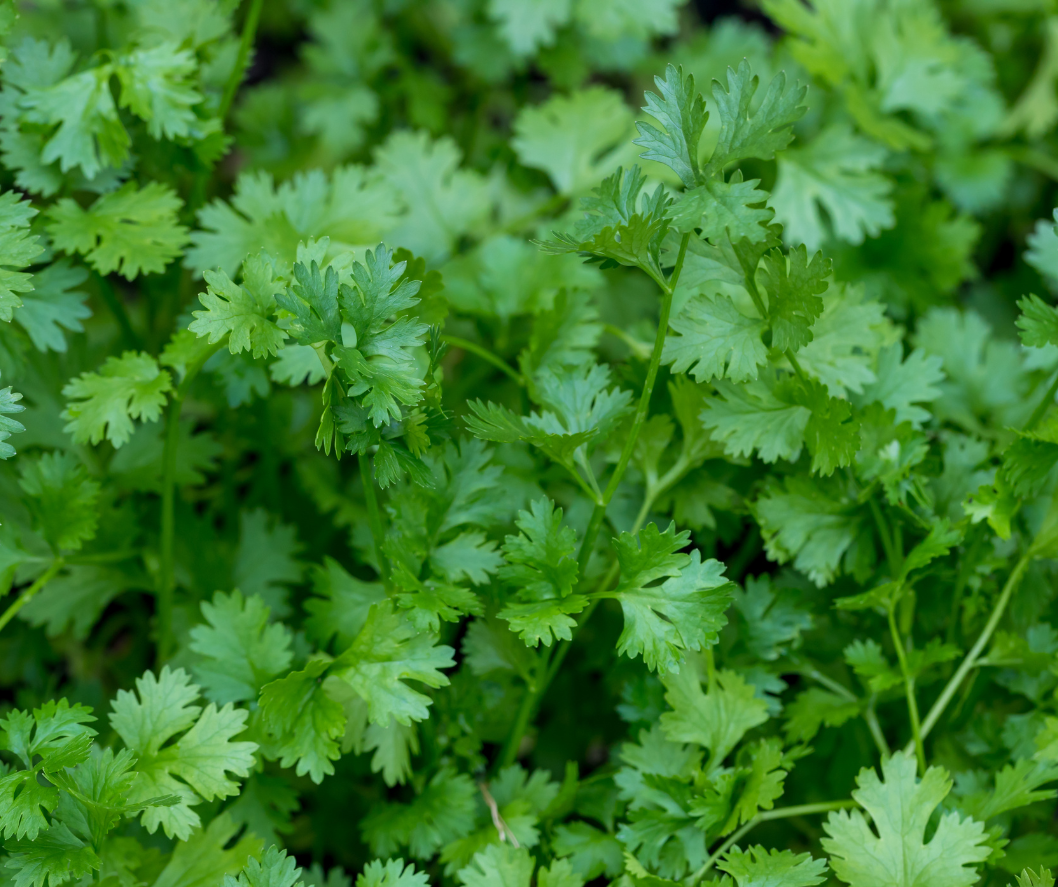 La culture de la coriandre – Enracinés