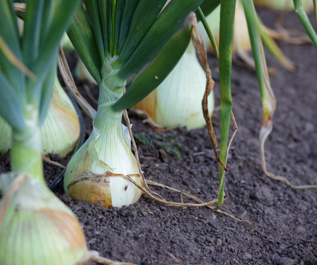 La culture des oignons – Enracinés