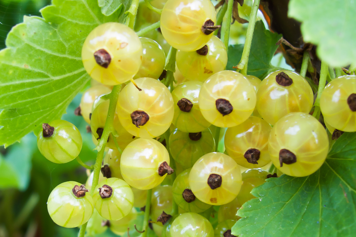 Gadellier, groseillier, cassissier, casseiller, les cultiver – Enracinés