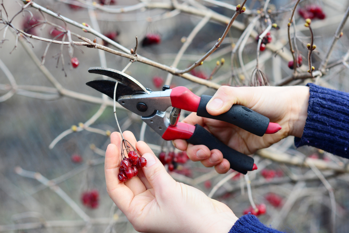 La culture du viorne, le petit fruit nommé pimbina – Enracinés