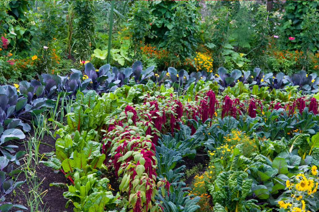 Comment créer une plate-bande gourmande: Beauté et saveurs au jardin ...