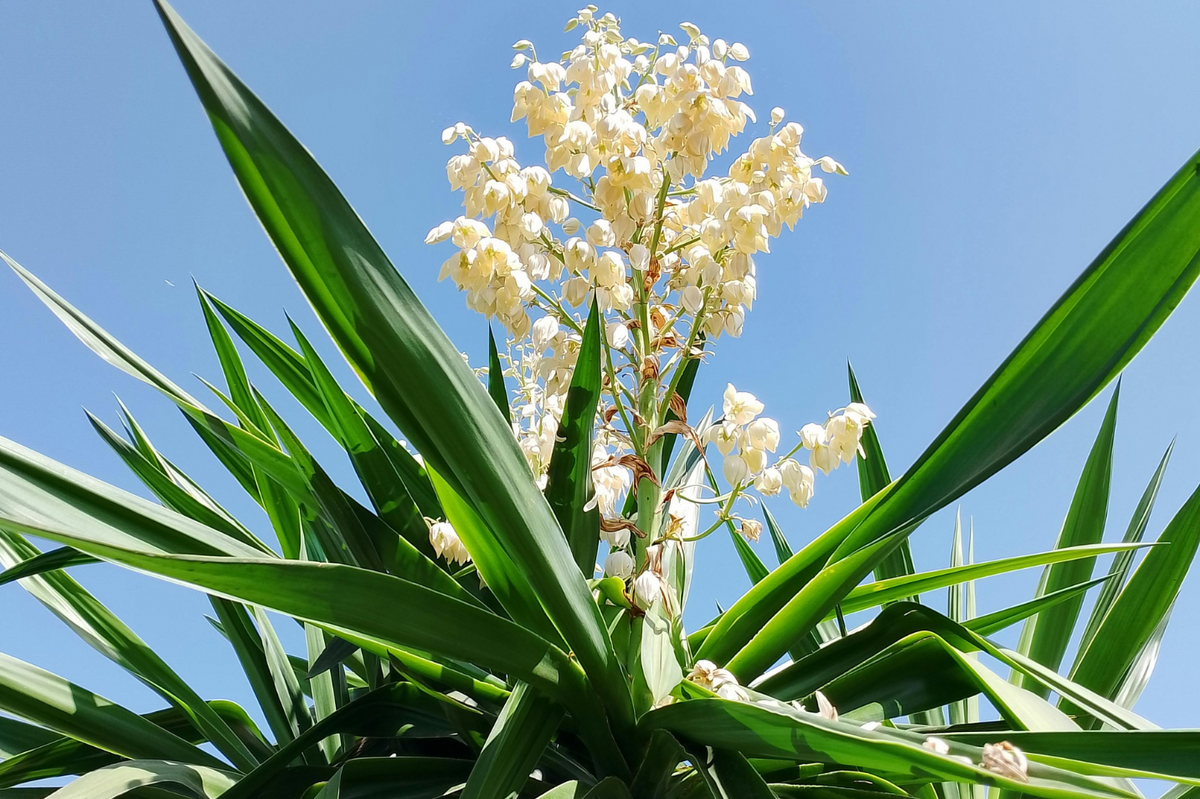 Yucca filamentosa : une plante graphique et résistante, incontournable ...