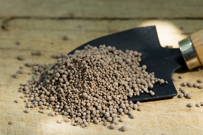 Gadellier, groseillier, cassissier, casseiller, les cultiver – Enracinés