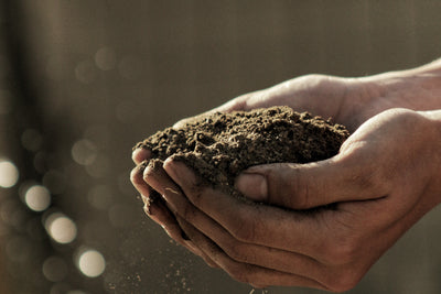 Gadellier, groseillier, cassissier, casseiller, les cultiver – Enracinés