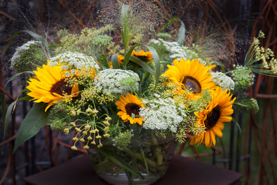 Gadellier, groseillier, cassissier, casseiller, les cultiver – Enracinés