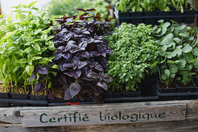 Les tétranyques : Comment les reconnaître et les éliminer ? – Enracinés