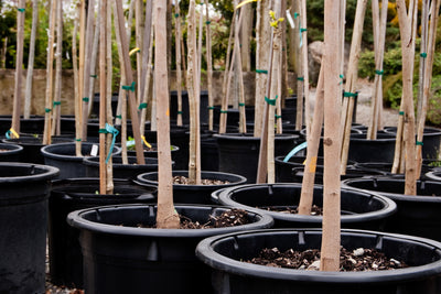 Gadellier, groseillier, cassissier, casseiller, les cultiver – Enracinés