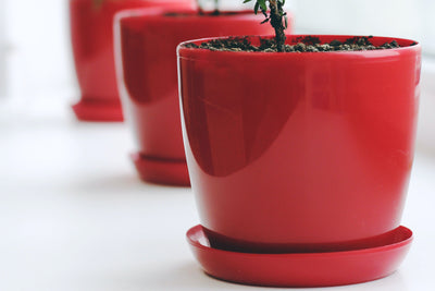 Gadellier, groseillier, cassissier, casseiller, les cultiver – Enracinés