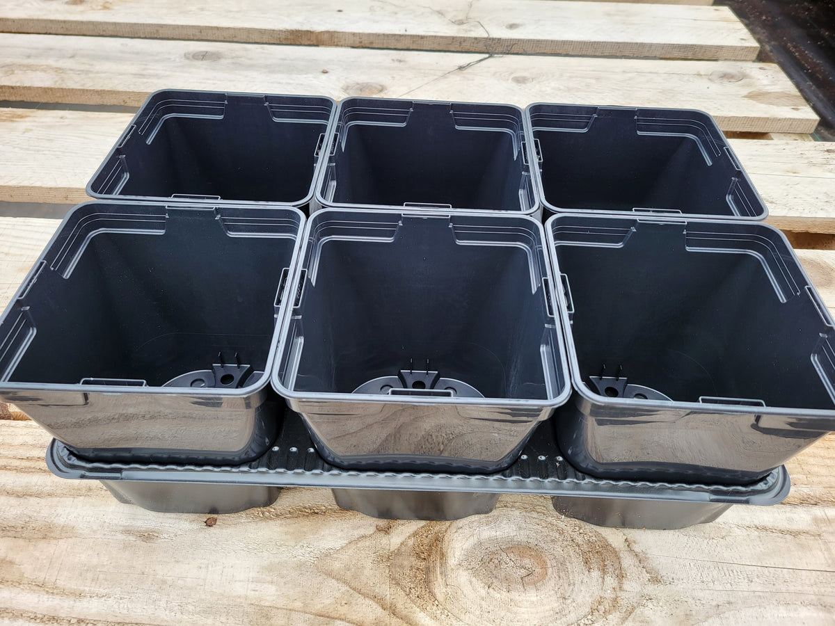 6 pots 2L avec plateau – Enracinés