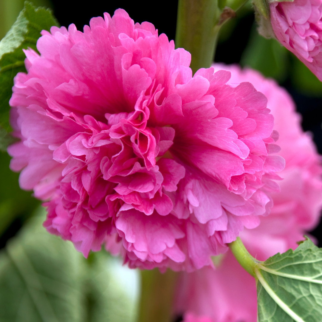 Rose trémière ’Chater's Double’ - Alcea rosea ’Chater's Double’ – Enracinés