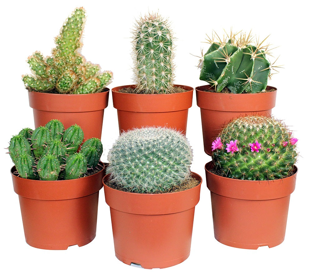 Cactus assort. - Cactus mix – Enracinés