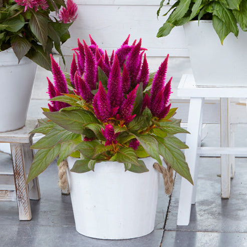 Célosie plumeuse Deep Purple - Celosia spicata 'Kelos Atomic Deep Purp ...