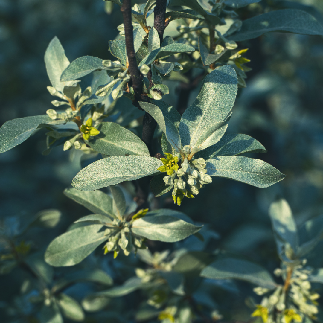 Chalef argenté - Elaeagnus commutata – Enracinés