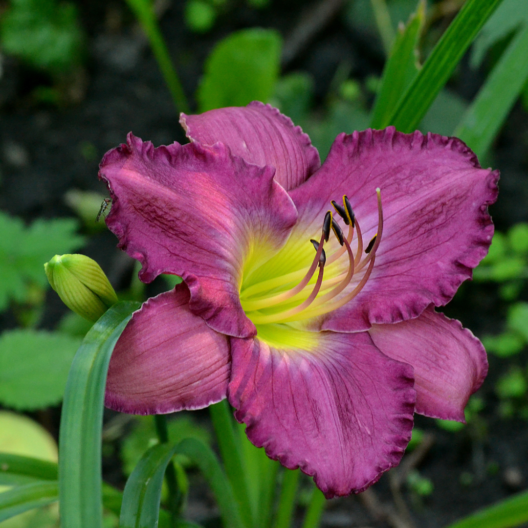 Hémérocalle Purple de Oro - Hemerocallis 'Purple de Oro' – Enracinés
