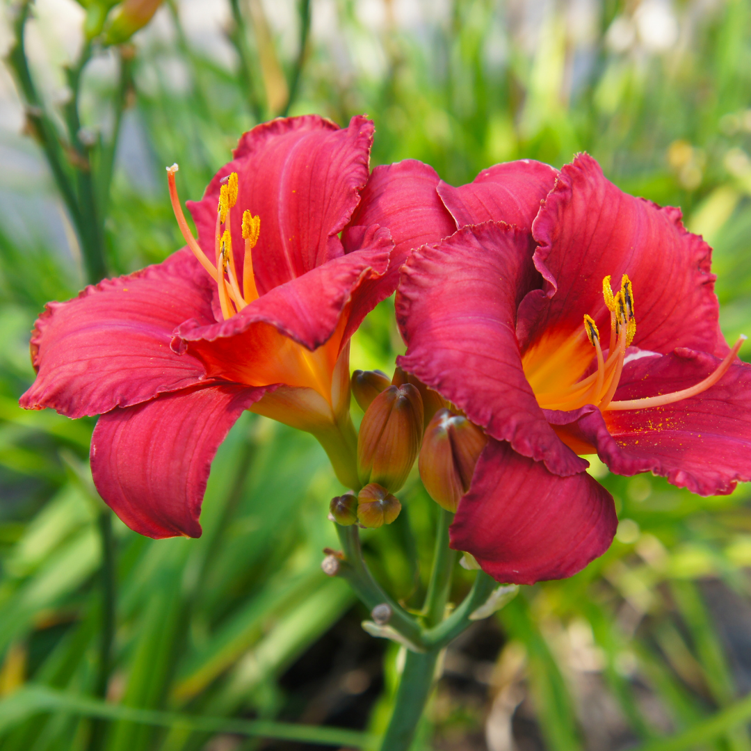 Hémérocalle Ruby de Oro - Hemerocallis 'Ruby de Oro' – Enracinés