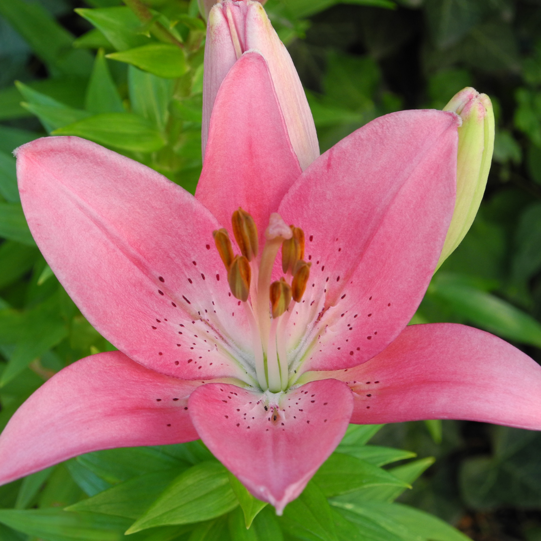 Lis asiatique Pink Pixie - Lilium 'Pink Pixie' – Enracinés