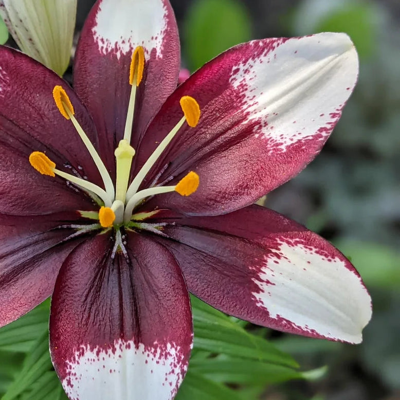 Lis asiatique Tiny Padhye - Lilium 'Tiny Padhye' – Enracinés