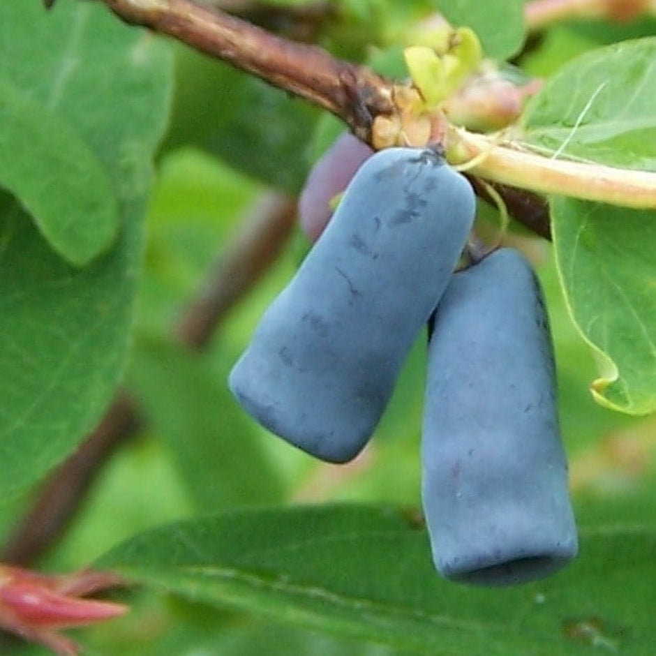 Camerise Berry Blue - Lonicera ca edulis 'Berry Blue' – Enracinés