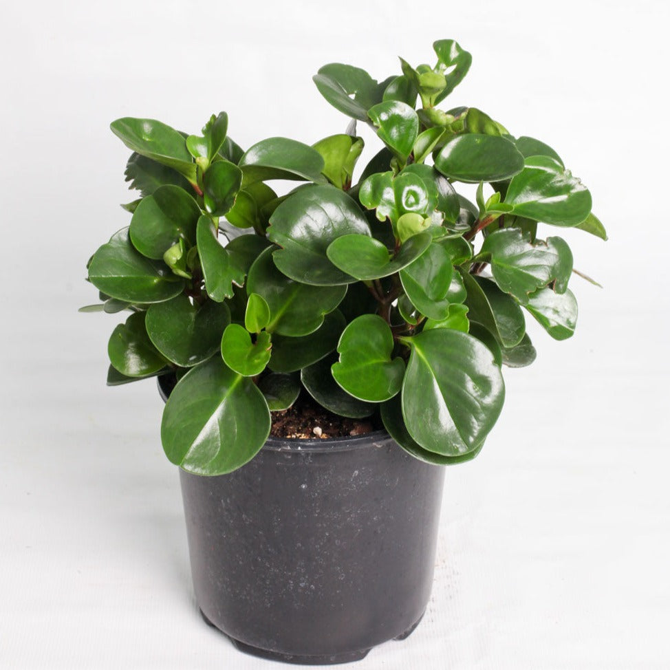 Peperomia Jade - Peperomia obtusifolia 'Jade' – Enracinés