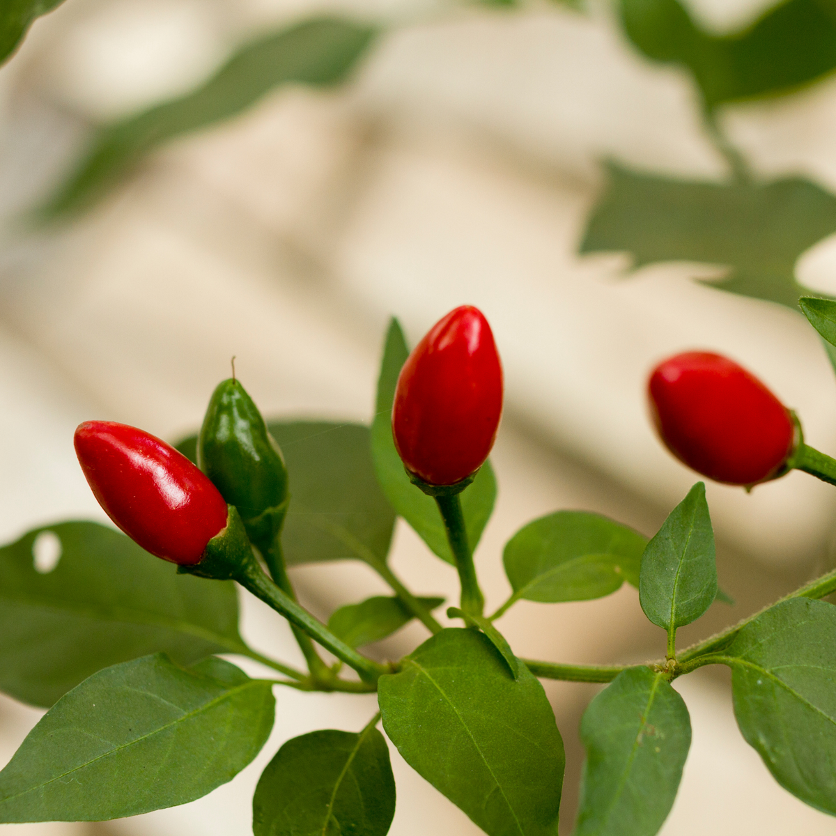 Piment fort Piri-Piri (plant BIO) – Enracinés