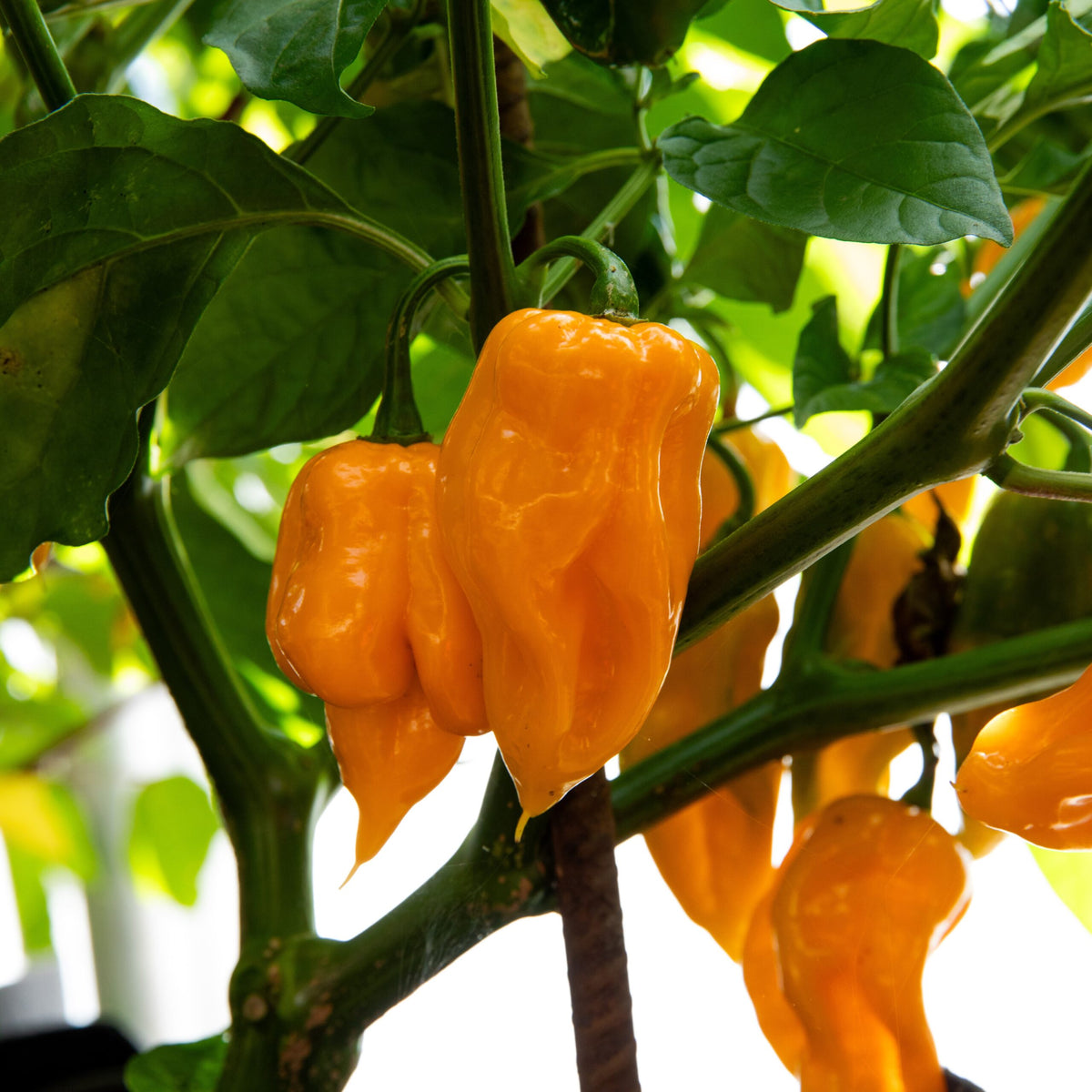 Piment fort ghost 'Trinidad Scorpion Orange' (plant BIO) – Enracinés