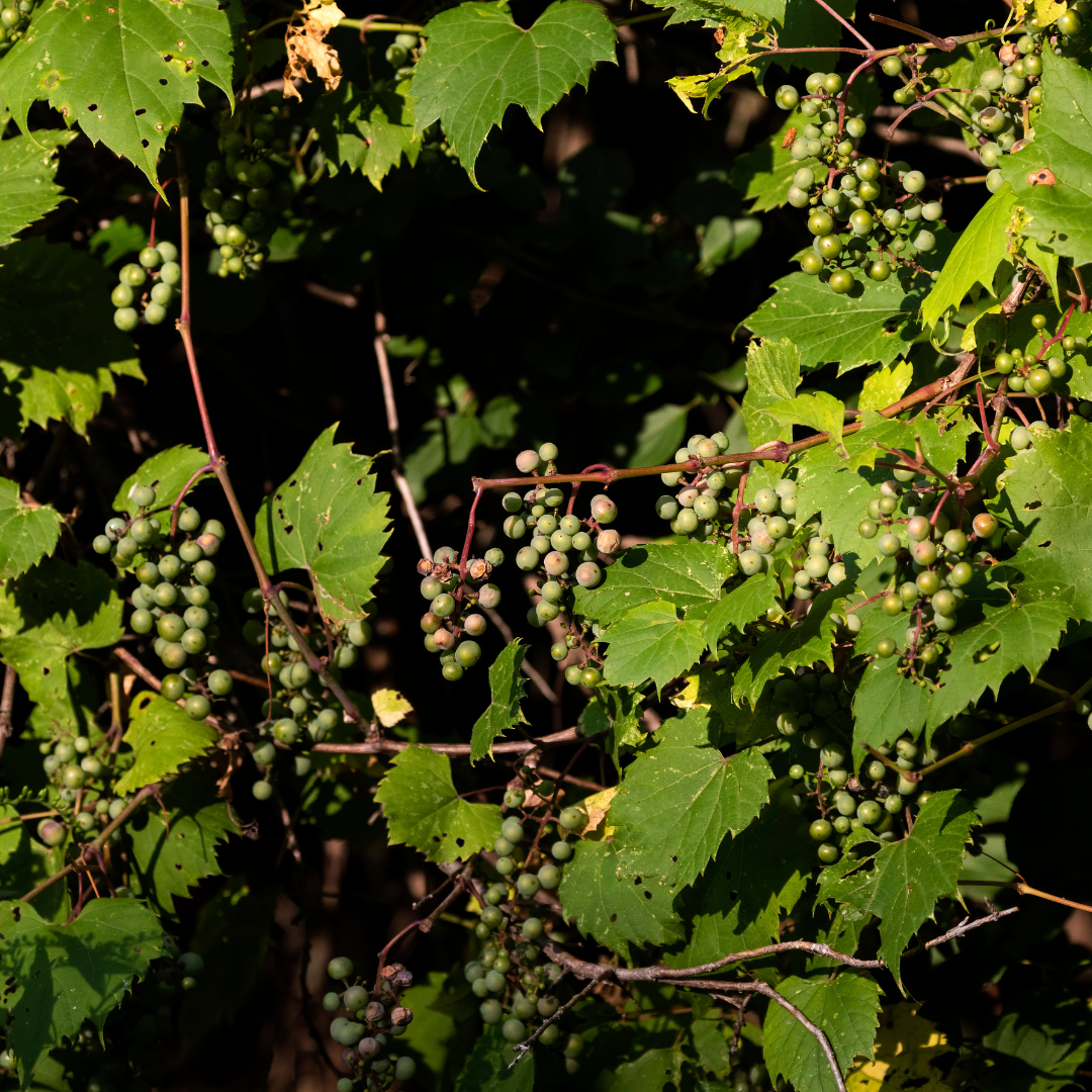 Vigne de rivage - Vitis riparia – Enracinés
