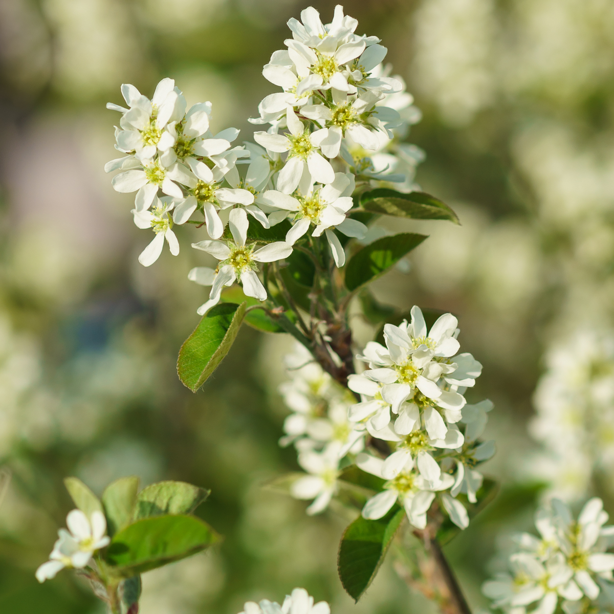 Amélanchier Spring Flurry - Amelanchier laevis 'Spring Flurry' – Enracinés