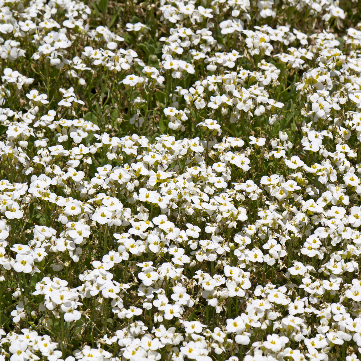 Arabis Snowfix - Arabis caucasica 'Snowfix' – Enracinés