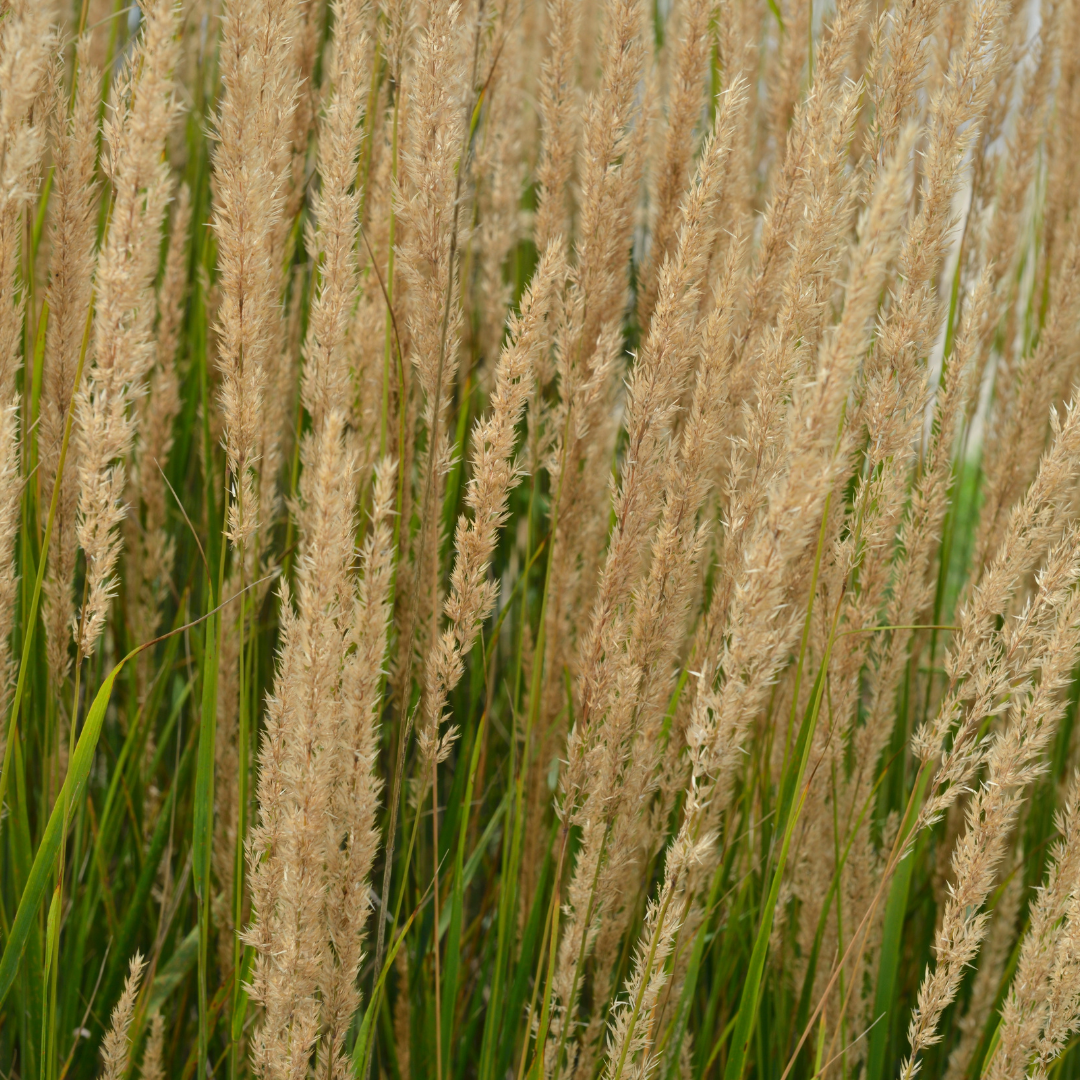 Calamagrostide Hello Spring - Calamagrostis acutiflora 'Hello Spring ...