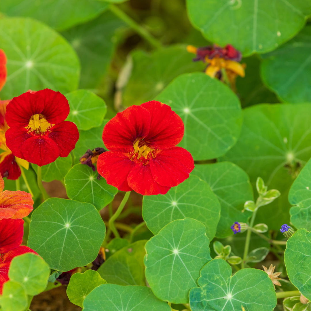 Capucine Baby mini - Tropaeolum majus 'Baby mini' – Enracinés