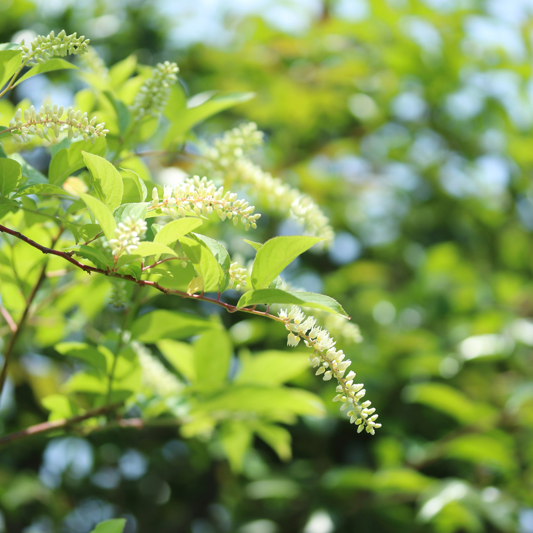 Clèthre Sixteen Candles - Clethra alnifolia 'Sixteen Candles' – Enracinés