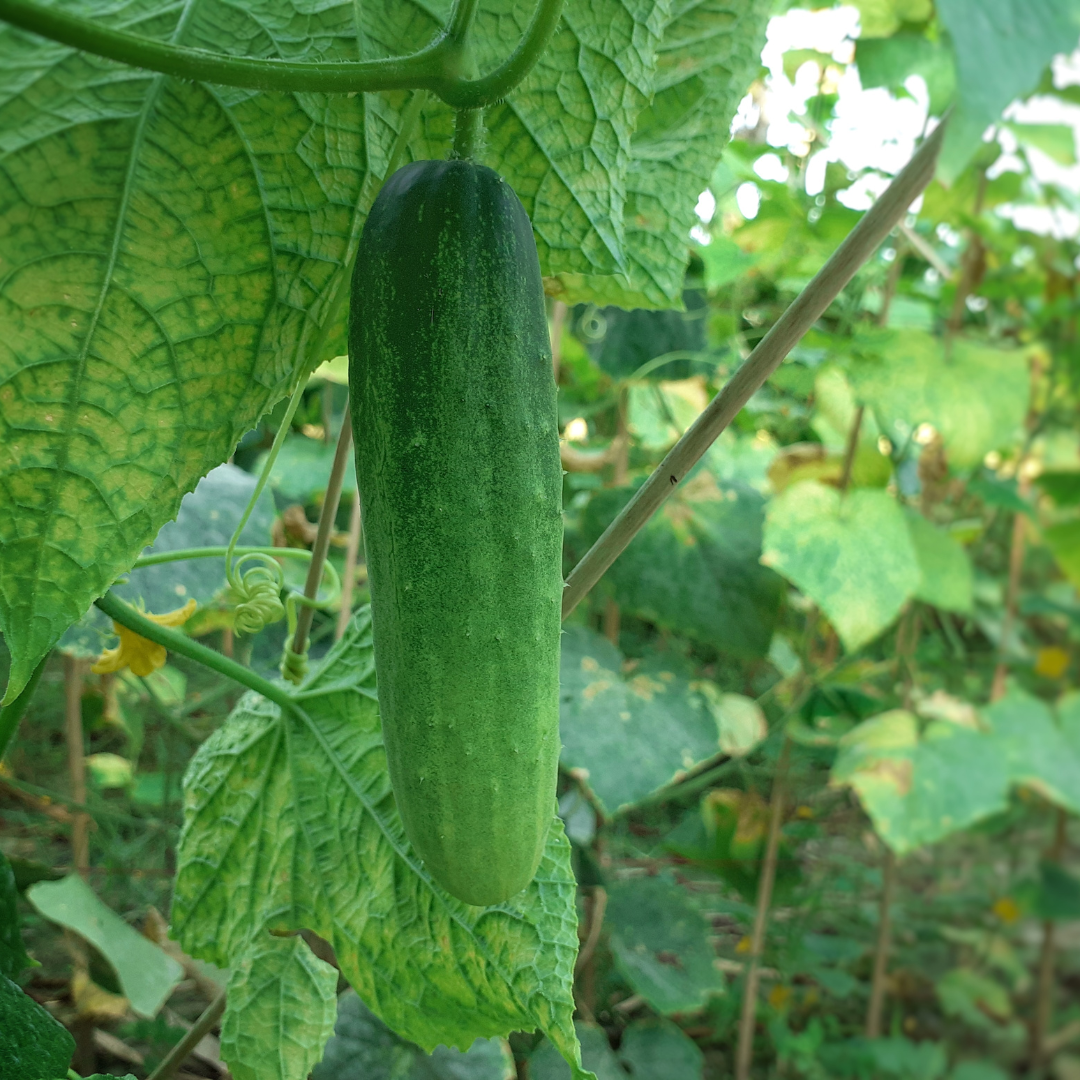 Concombre cornichon 'Patio' (plant BIO) – Enracinés