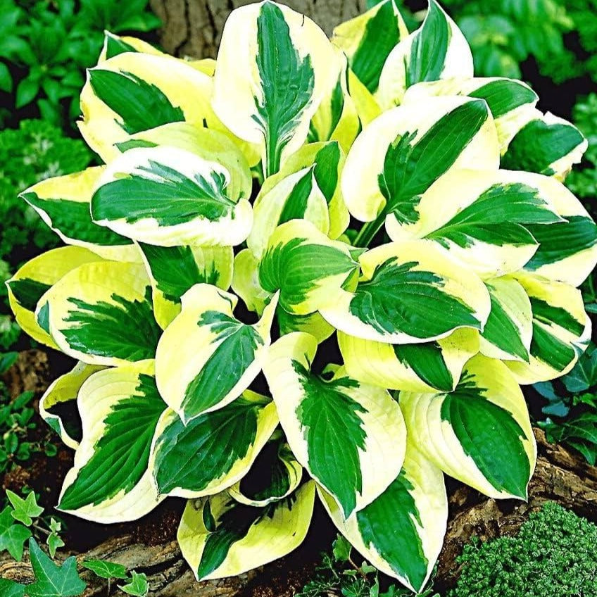 Hosta Brim Cup - Hosta 'Brim Cup' – Enracinés