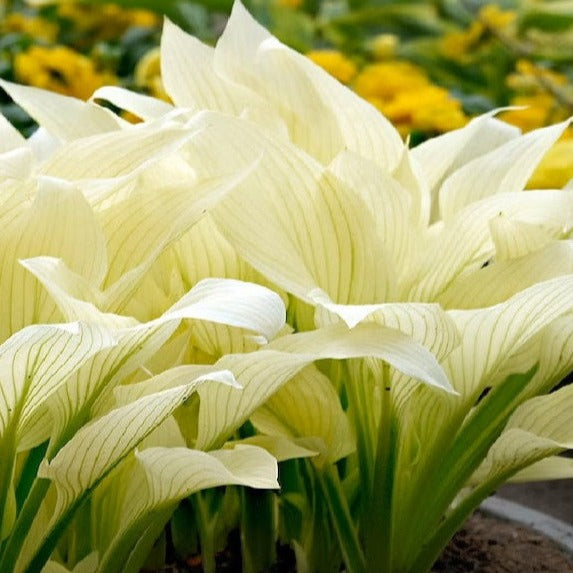 Hosta White Feather - Hosta 'White Feather' – Enracinés