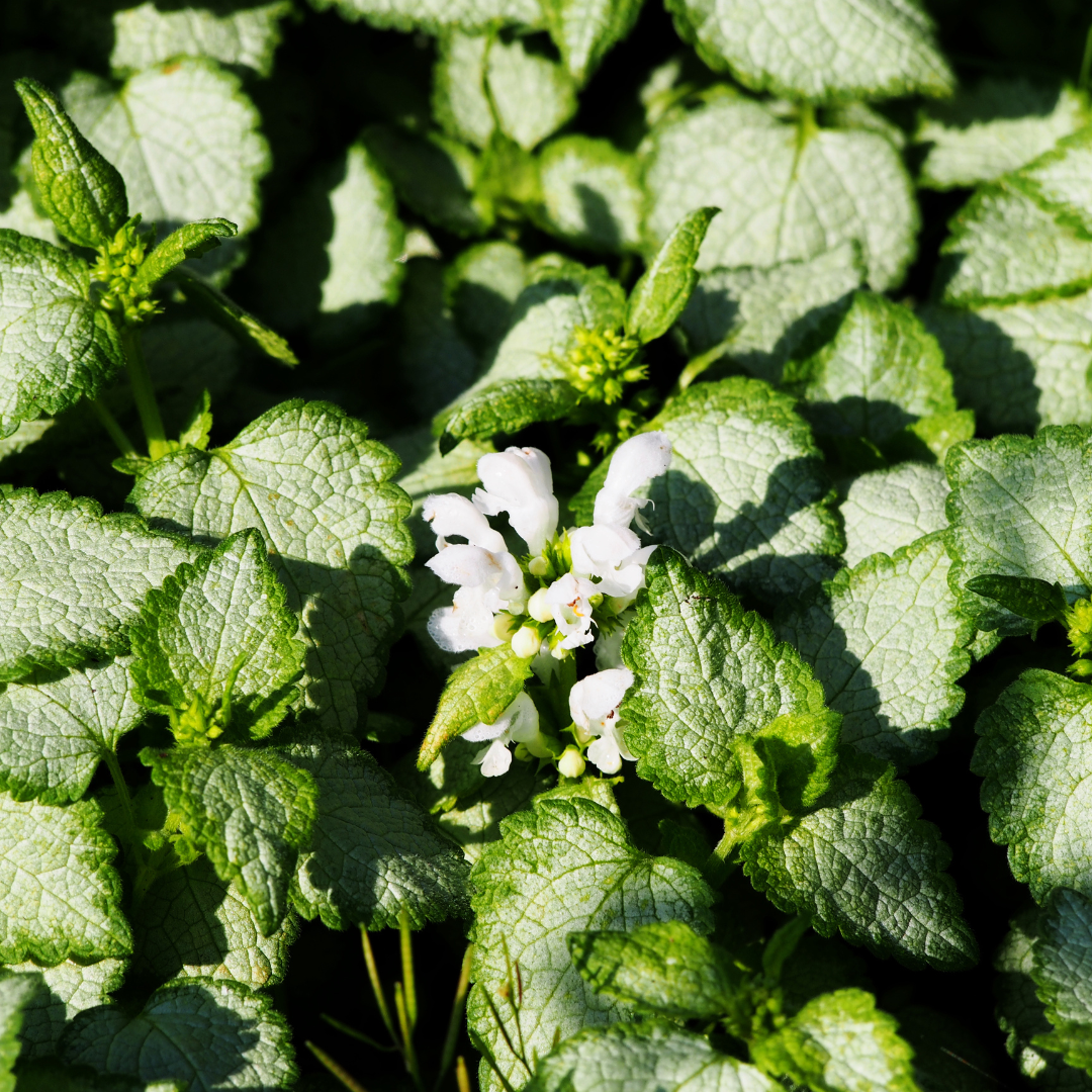 Lamier White Nancy - Lamium maculatum 'White Nancy' – Enracinés