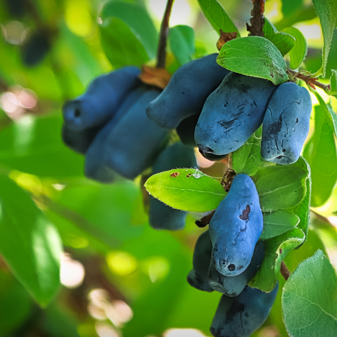 Camerise Blue Bell - Lonicera ca edulis 'Blue Bell' – Enracinés