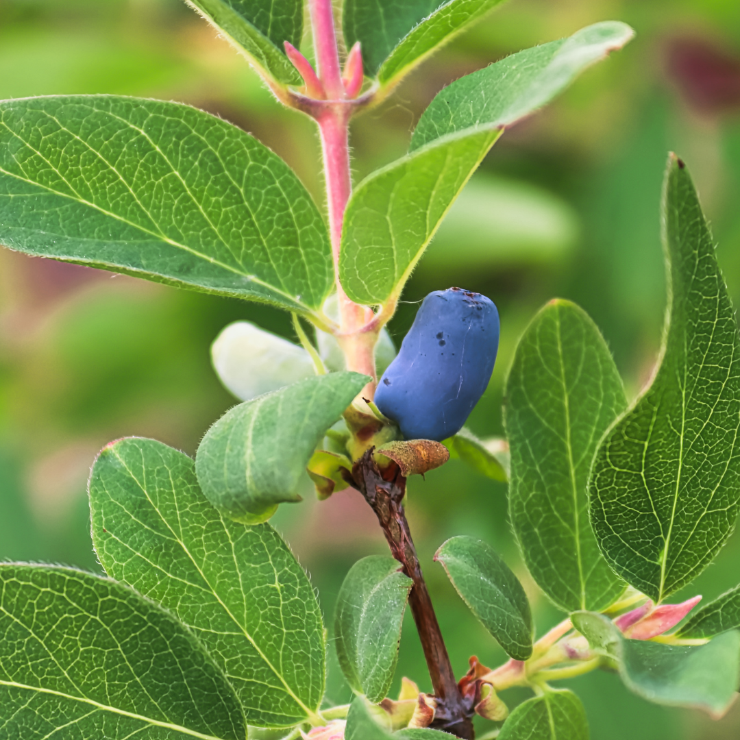 Camerise Yezberry Solo - Lonicera ca edulis 'Yezberry Solo' – Enracinés