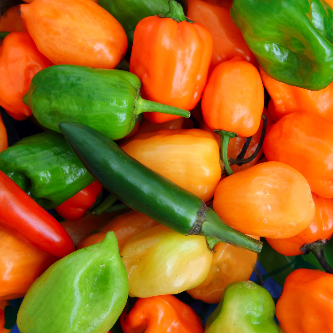 Piment fort en mélange (plant BIO) – Enracinés