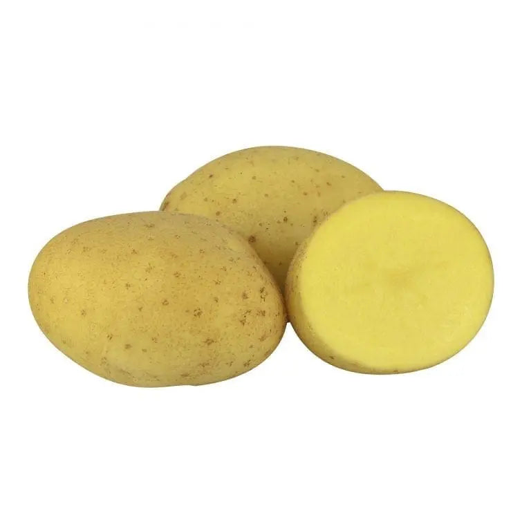Pomme de terre, Patate de semence jaune ovale – Enracinés