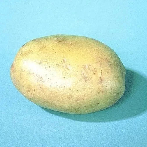 Pomme de terre, patate de semence blanche ronde chaleur – Enracinés