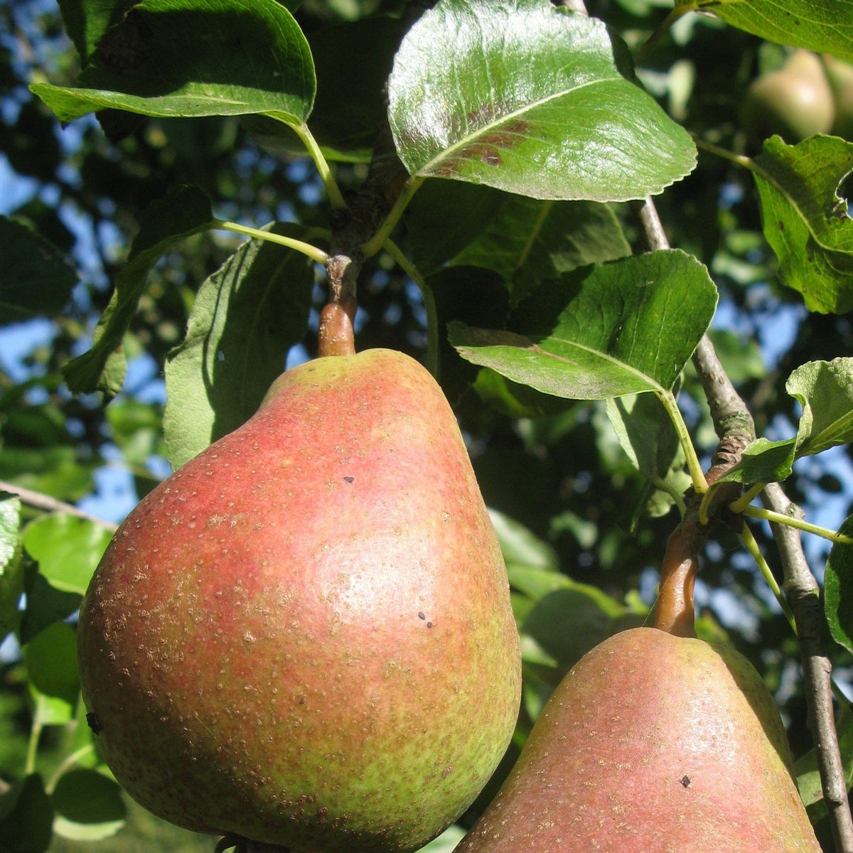 Poirier Clapp - Pyrus communis 'Clapp' – Enracinés