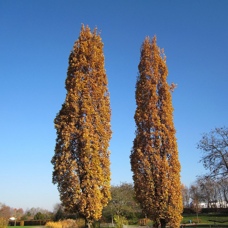 Chêne fastigié - Quercus robur 'Fastigiata' – Enracinés