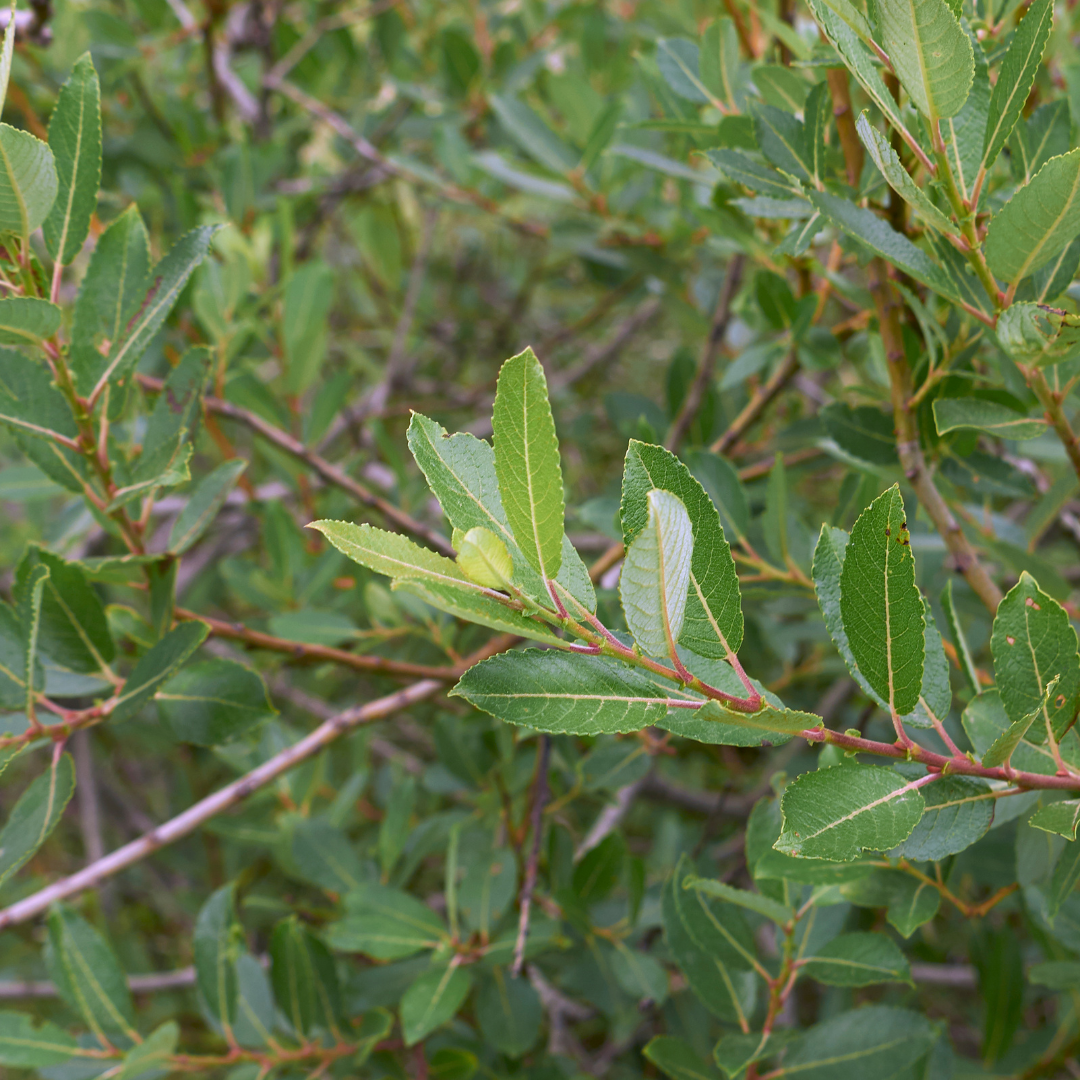 Saule discolor - Salix discolor – Enracinés