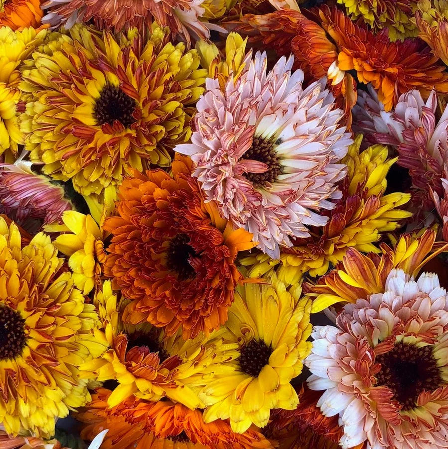 Souci en mélange Bio (semences) – Enracinés