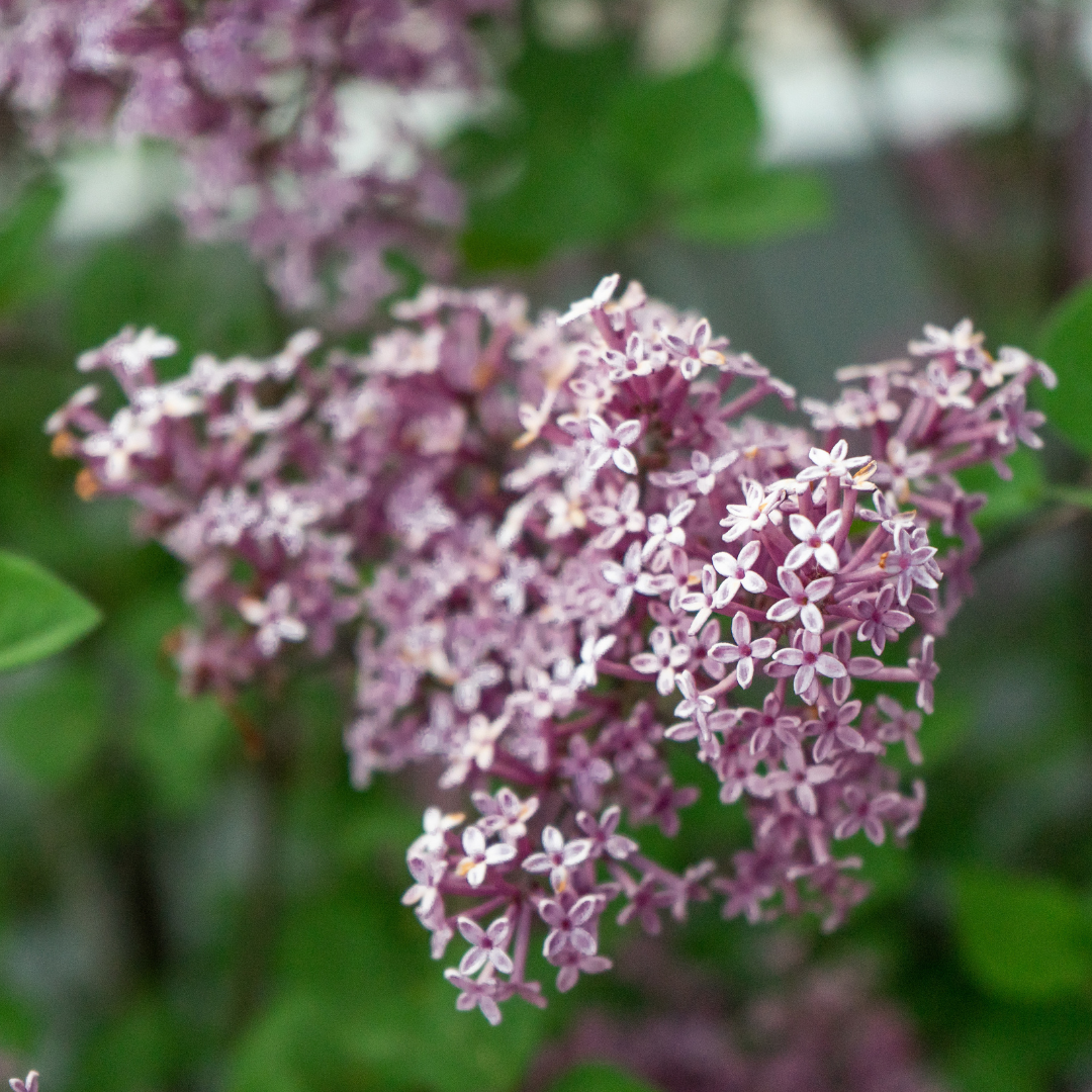 Lilas Miss Kim - Syringa patula 'Miss Kim' – Enracinés